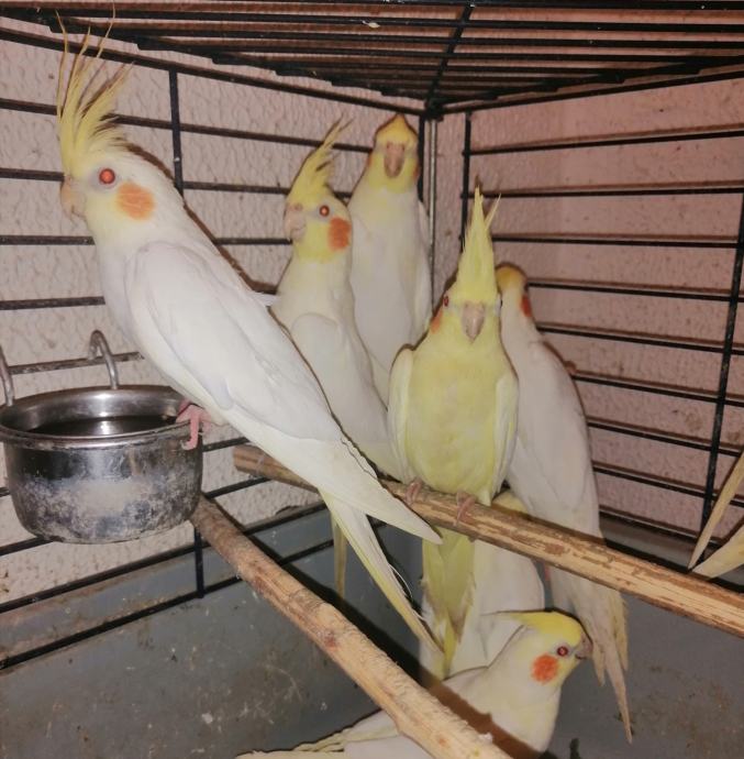 Papige nimfe, aleksander mali, skobcevke, agapornisi