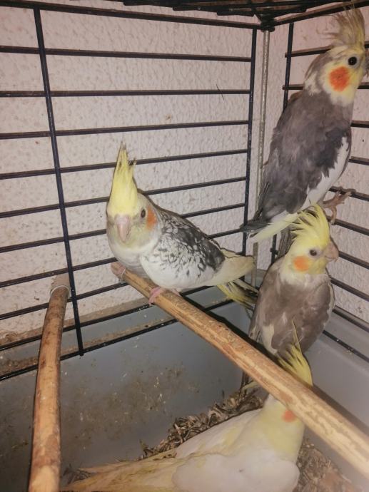 Papige nimfe, aleksander mali, skobcevke, agapornisi