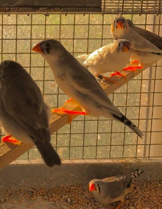 PRODAJAM PTICE - AMADINI, ZEBICE, DIAMANTNE GRLICE