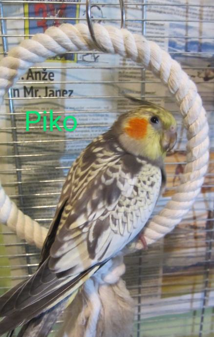 Prodamo 4 mlade papige - Nimfe