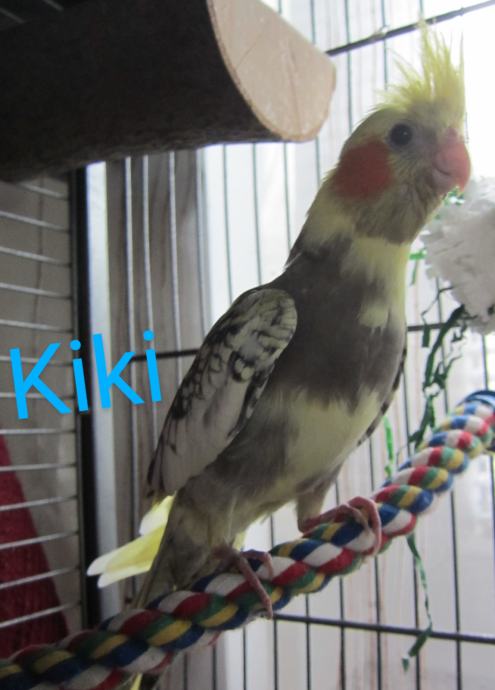 Prodamo 4 mlade papige - Nimfe