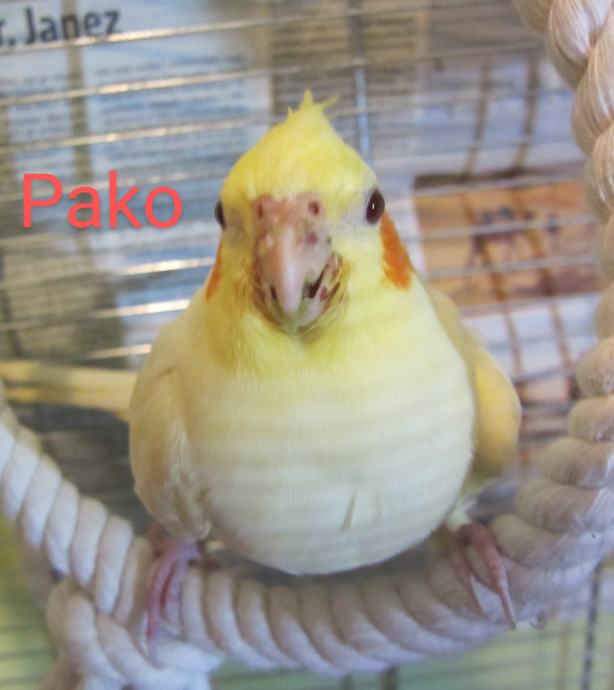 Prodamo 4 mlade papige - Nimfe