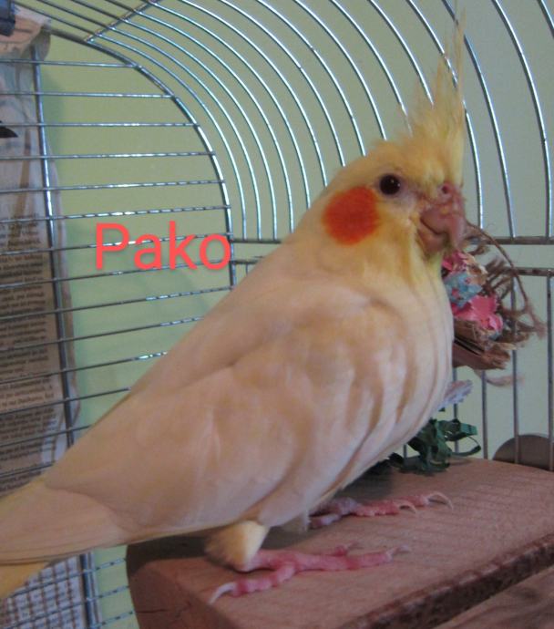 Prodamo 4 mlade papige - Nimfe