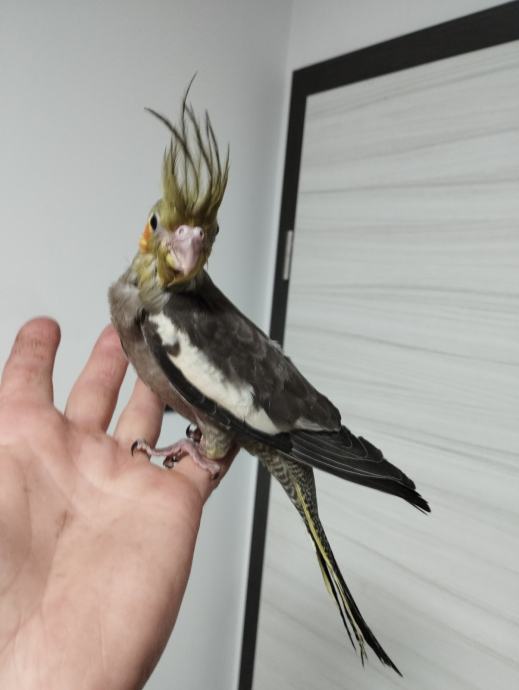 ROČNO HRANJENE conure,nimfe, sončne-jandaje, agapornisi