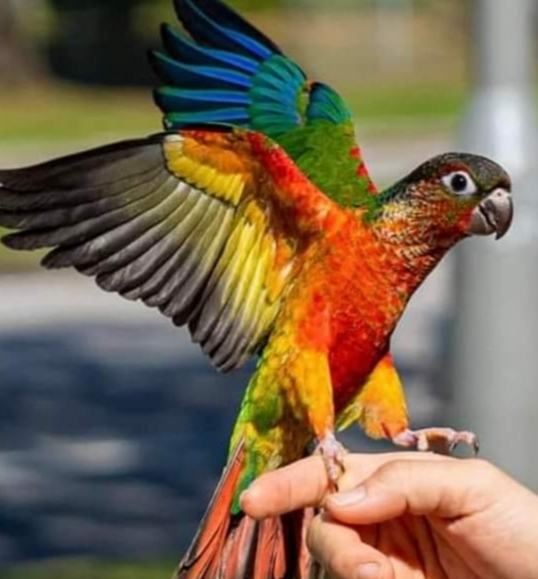 Ročno hranjene papige