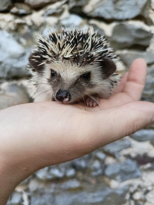 Afriški beloprsi jež, ježek, ježki, ježka DOSTAVA PO CELI SLO