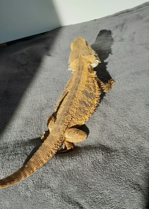 Bradata agama+ terarij