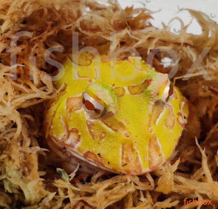Ceratophrys cranwelli / Cranwells horned frog - Pacman ALBINO