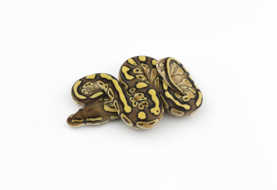 Kraljevi piton (Python regius) mladički