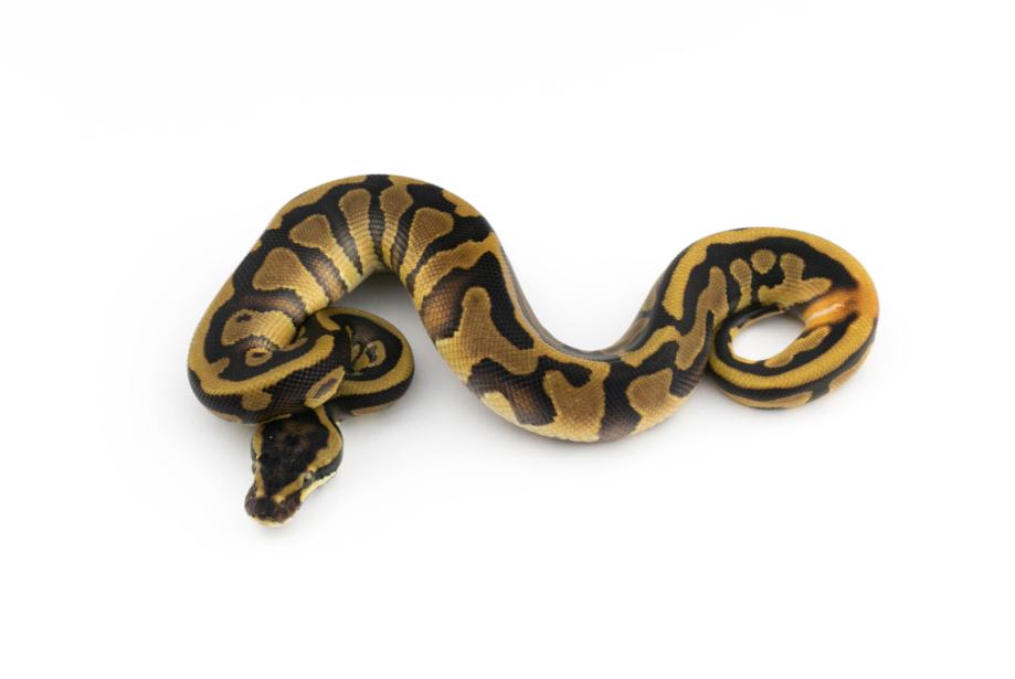Kraljevi piton (Python regius) mladički
