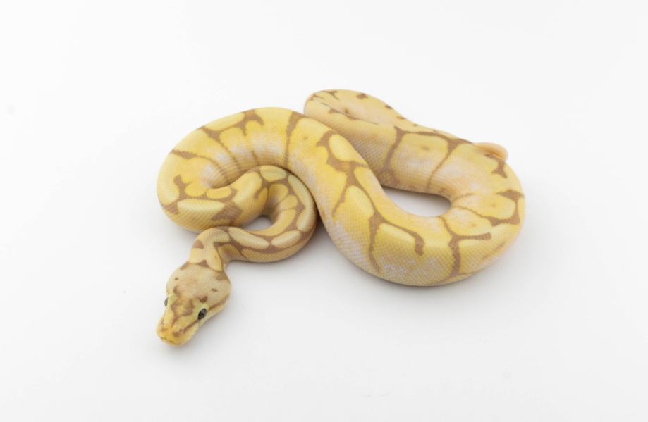 Kraljevi piton (Python regius) mladički