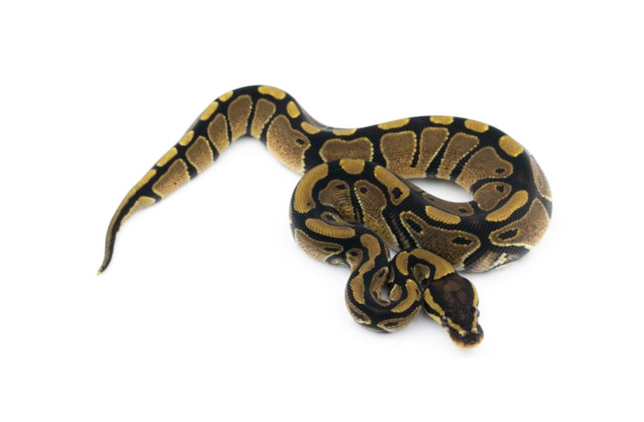Kraljevi piton (Python regius) mladički