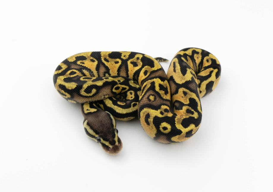 Kraljevi piton (Python regius) mladički