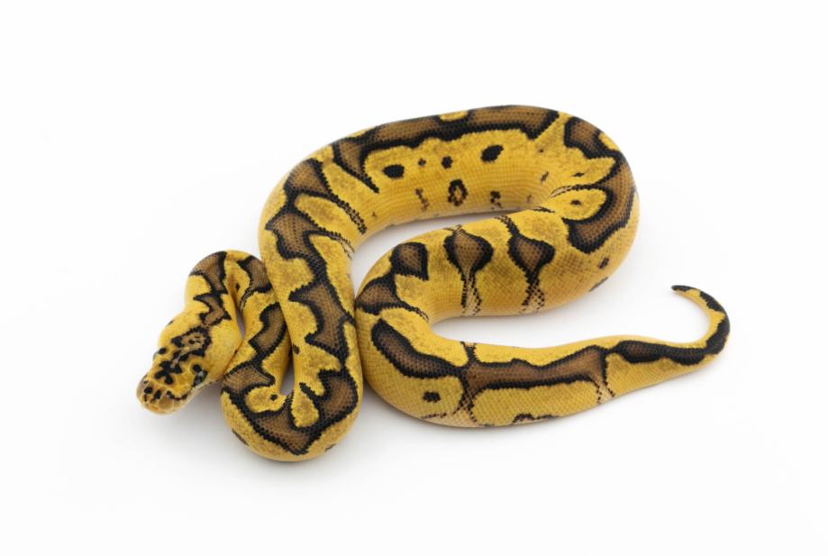 Kraljevi piton (Python regius) mladički