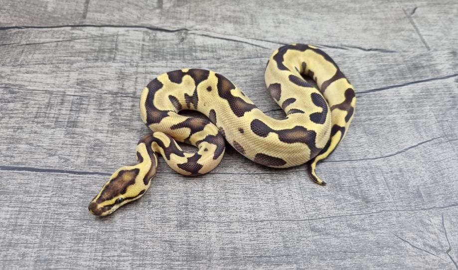 Kraljevi piton (Python regius) mladički