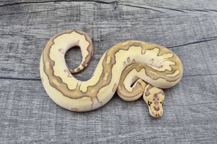 Kraljevi piton (Python regius) mladički