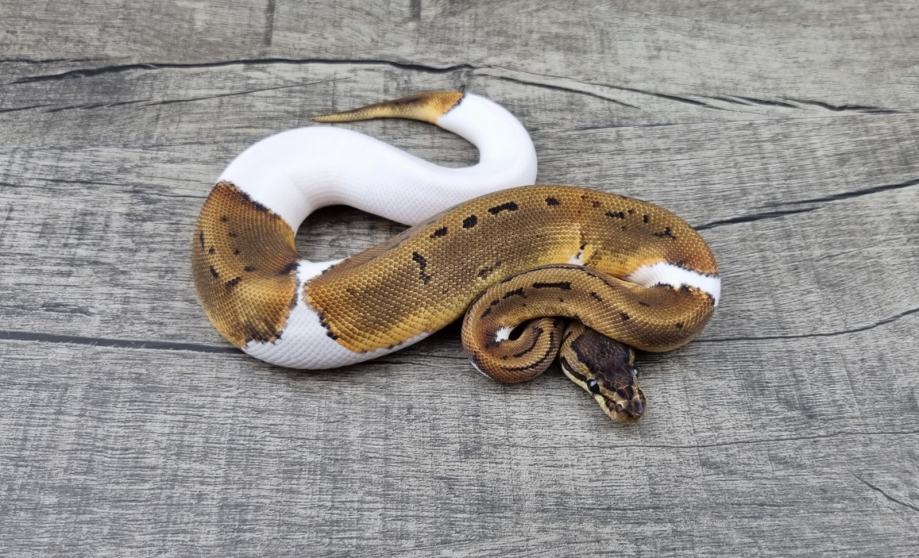 Kraljevi piton (Python regius) mladički