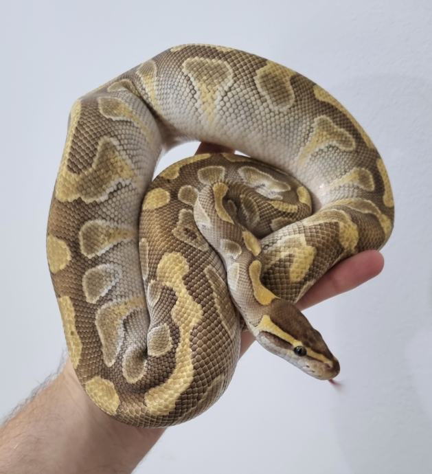 Kraljevi piton (Python regius)