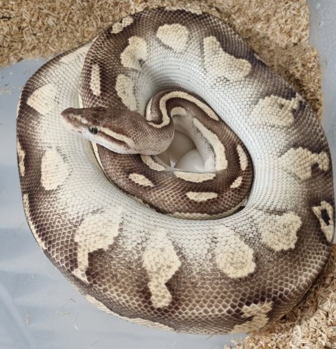 Kraljevi piton (Python regius)