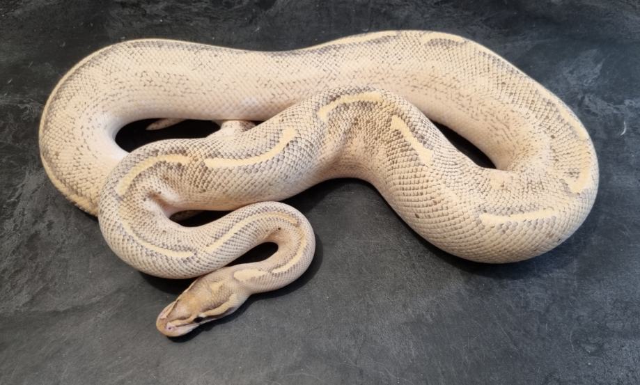 Kraljevi piton (Python regius)