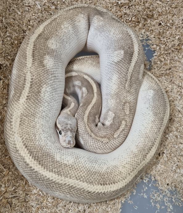 Kraljevi piton (Python regius)