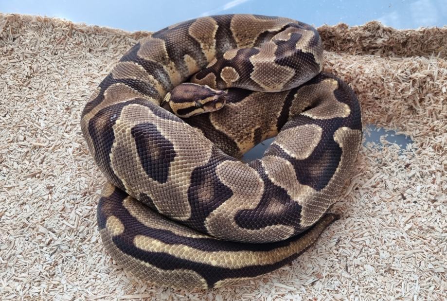 Kraljevi piton (Python regius)