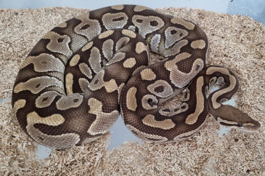 Kraljevi piton (Python regius)