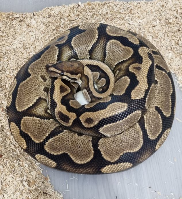 Kraljevi piton (Python regius)