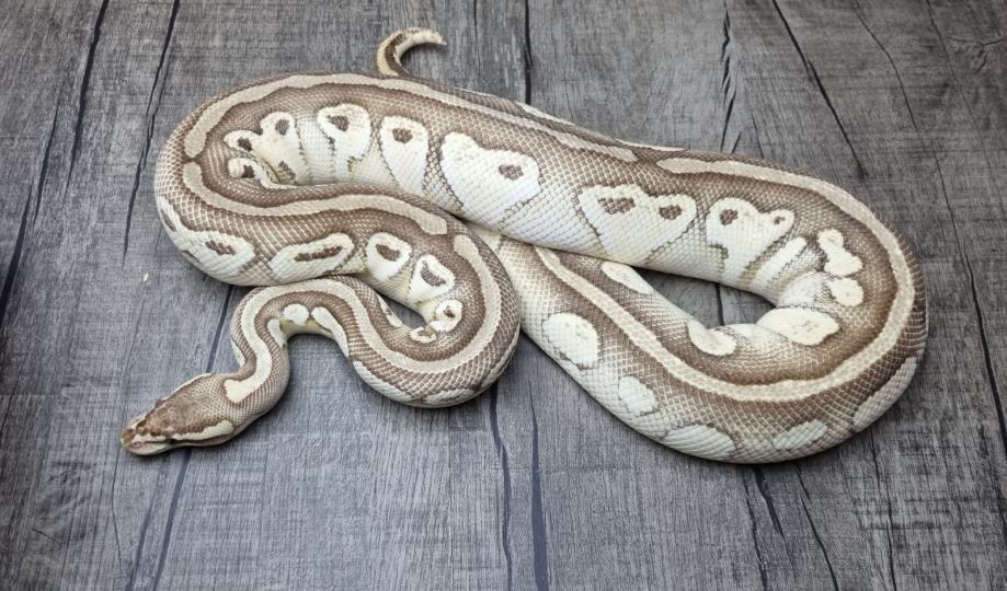 Kraljevi piton (Python regius)