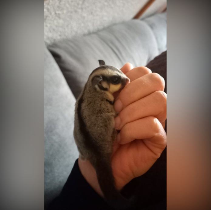 Leteče Veveričke, Sugar Gliders
