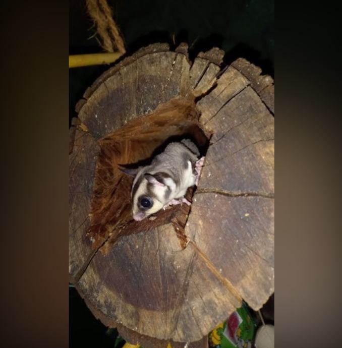 Leteče Veveričke, Sugar Gliders