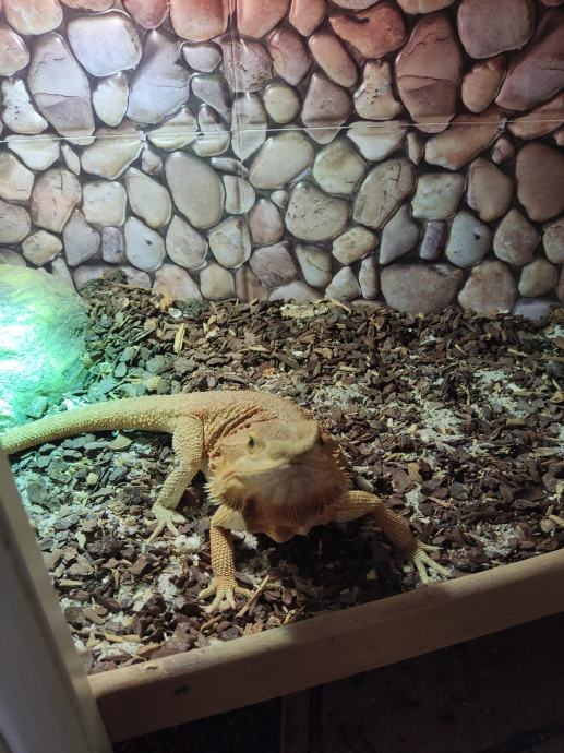 prodam samičko bradate agame