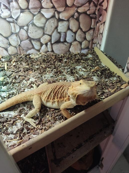 prodam samičko bradate agame