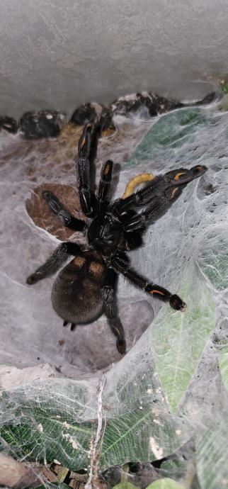 Ptičji pajek - Psalmopoeus Irminia (Venezuelan Sun Tiger)