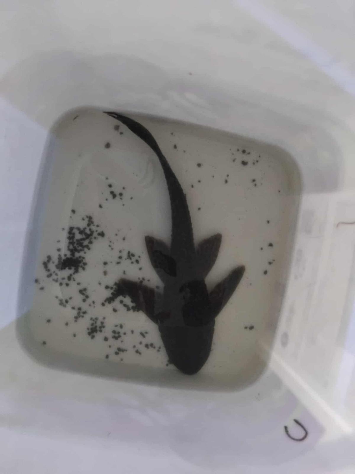 prodam plecota dolzina 20cm