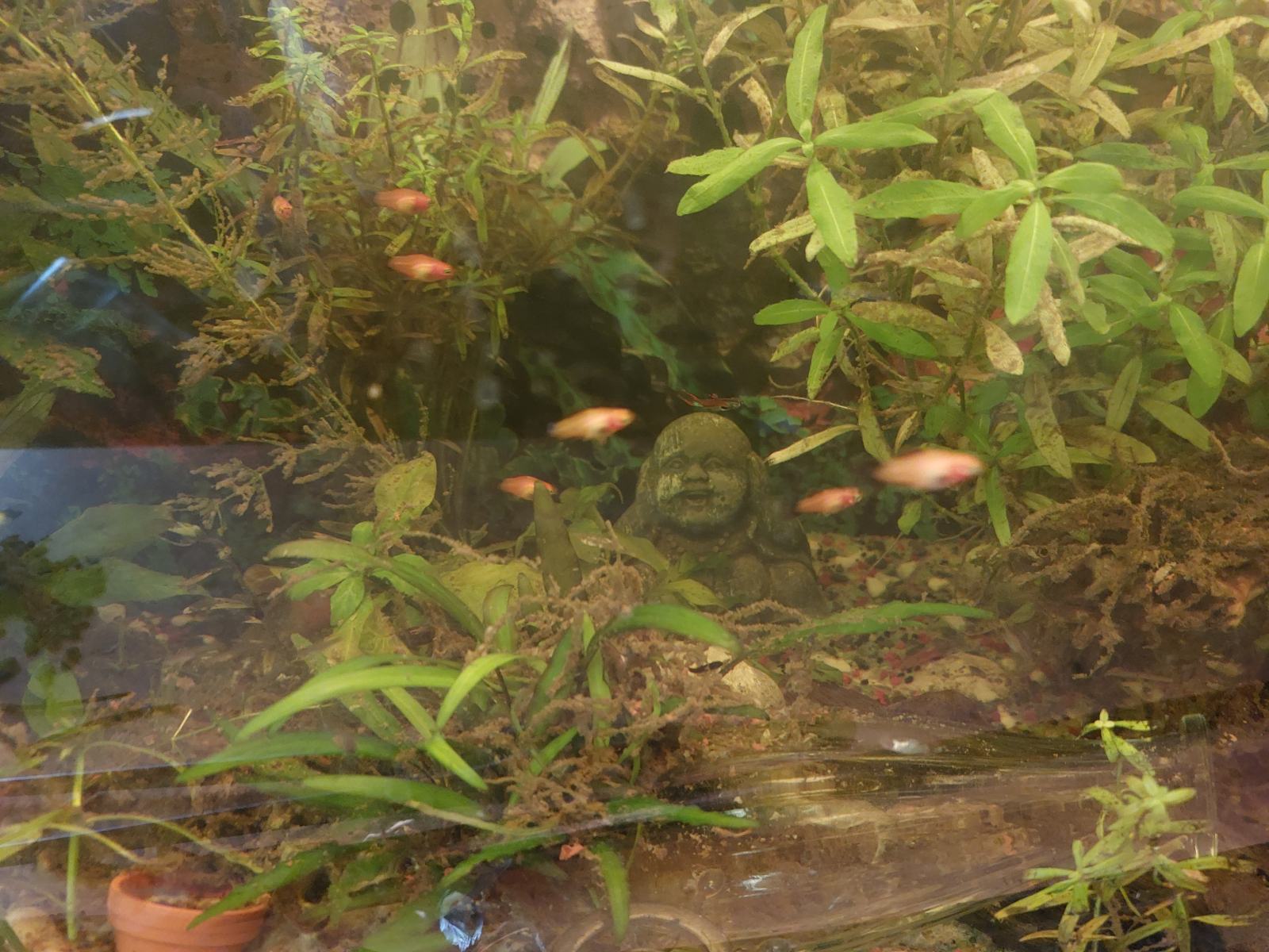 Moli, plati, gupi mladice