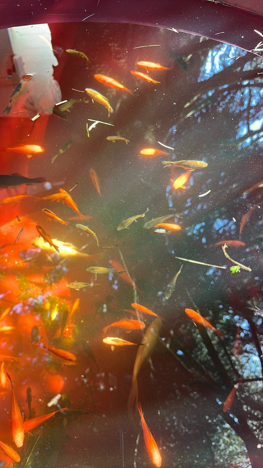 Zlate ribice podarim