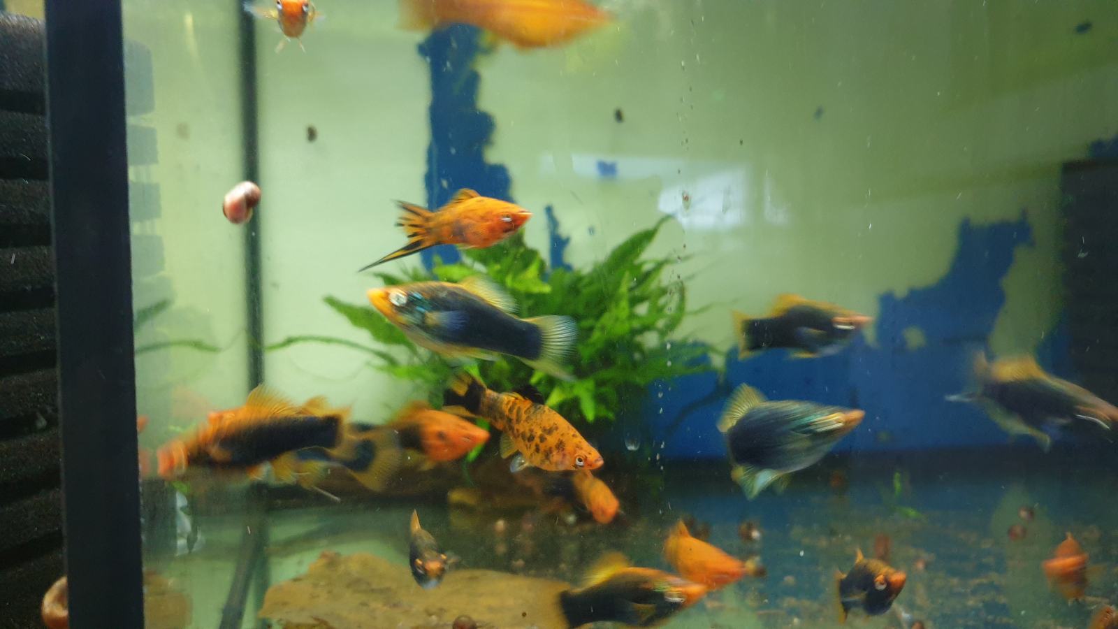 Akvarijske ribice domače vzreje (gupiji, mečki, moliji, corydoras ...)