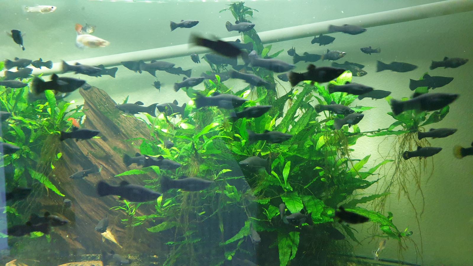 Akvarijske ribe domače vzreje (moli, plati, gupi, ancistrus)