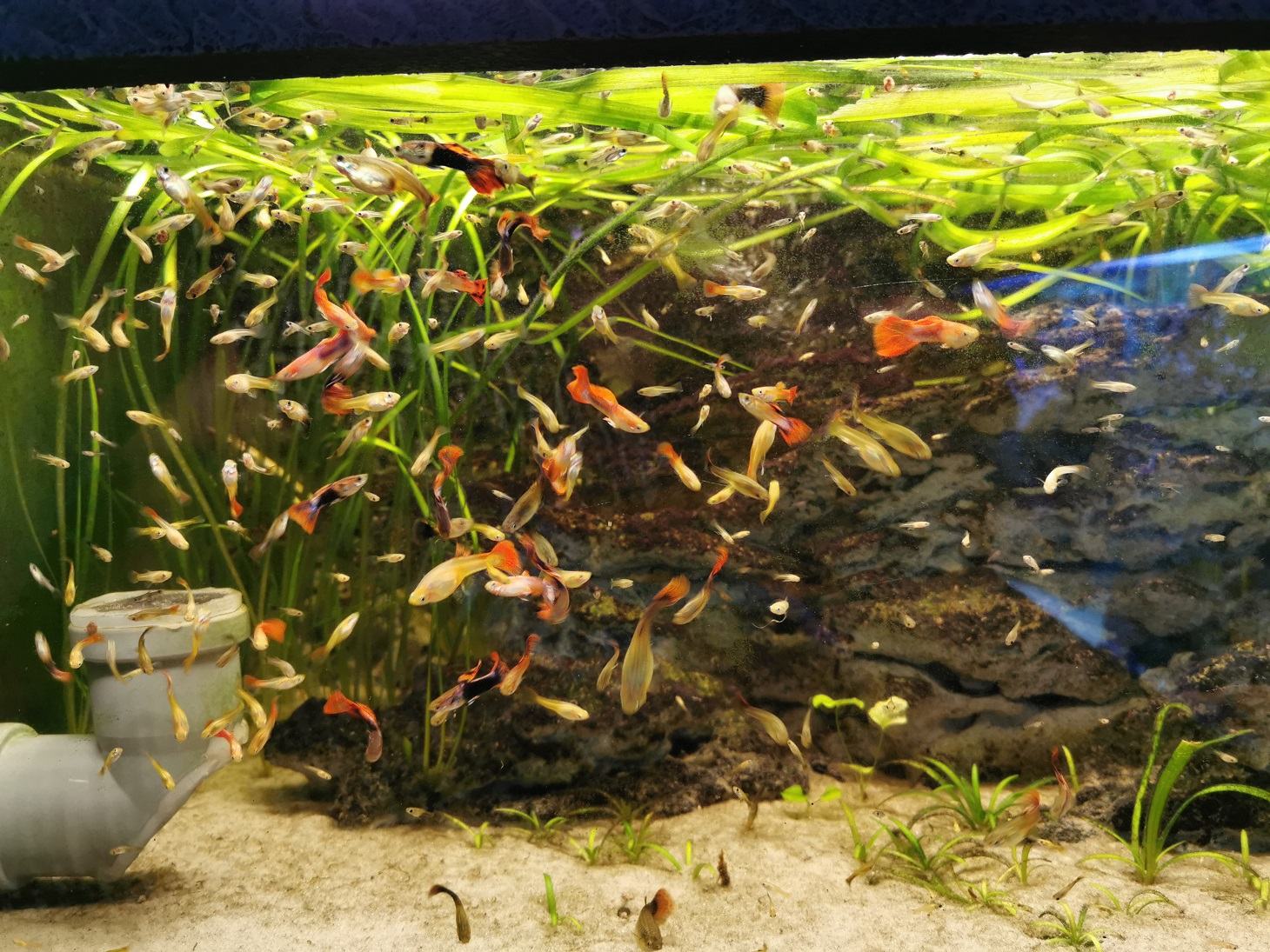 AKVARIJSKE RIBE GUPI IN MEČEKI