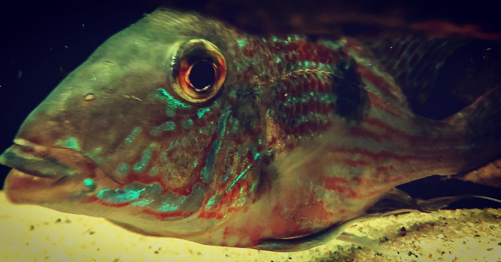 GEOPHAGUS SVENI F1 MLADICE in Pterophyllum scalare peruensis