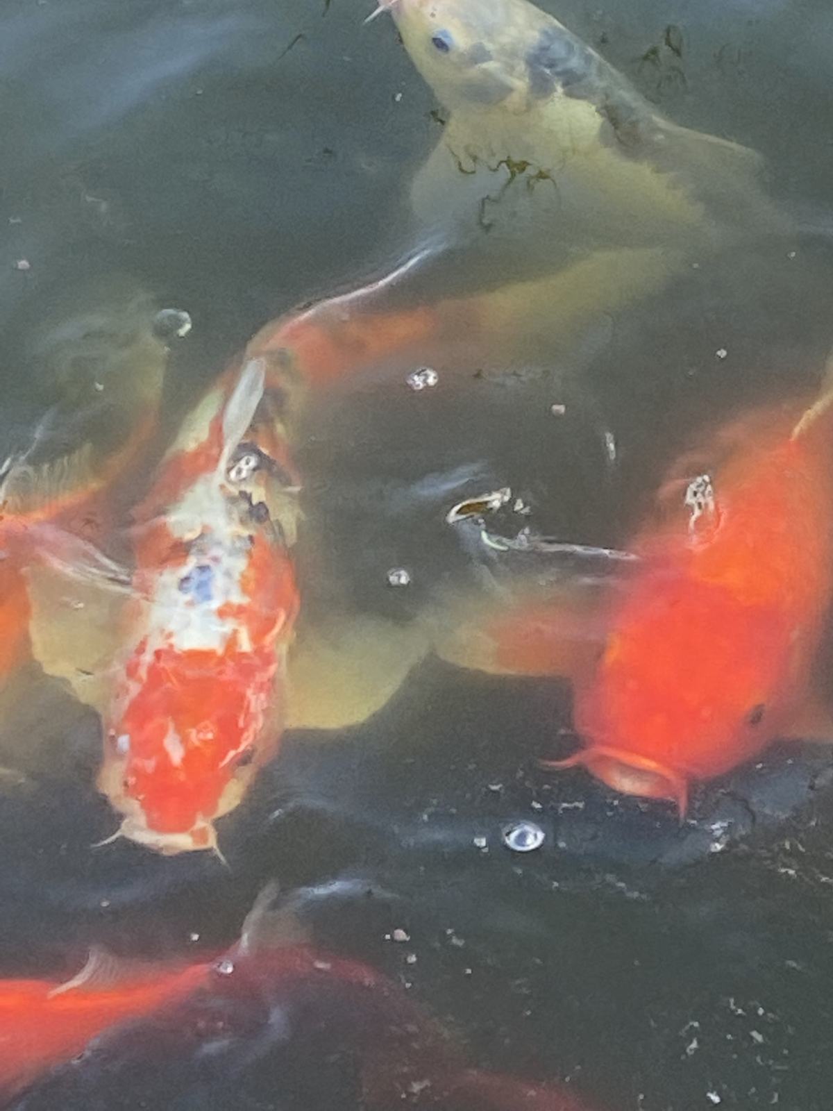 JAPONSKI KOI KRAPI IN ZLATE RIBICE ZA RIBNIK