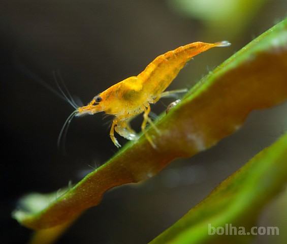 Orange Sakura kozice