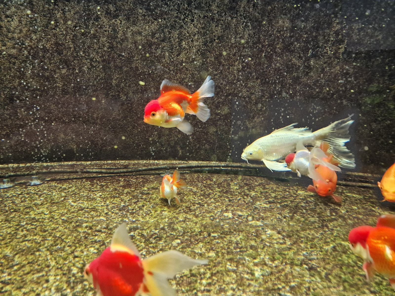 Pasemske zlate ribice-fancy goldfish