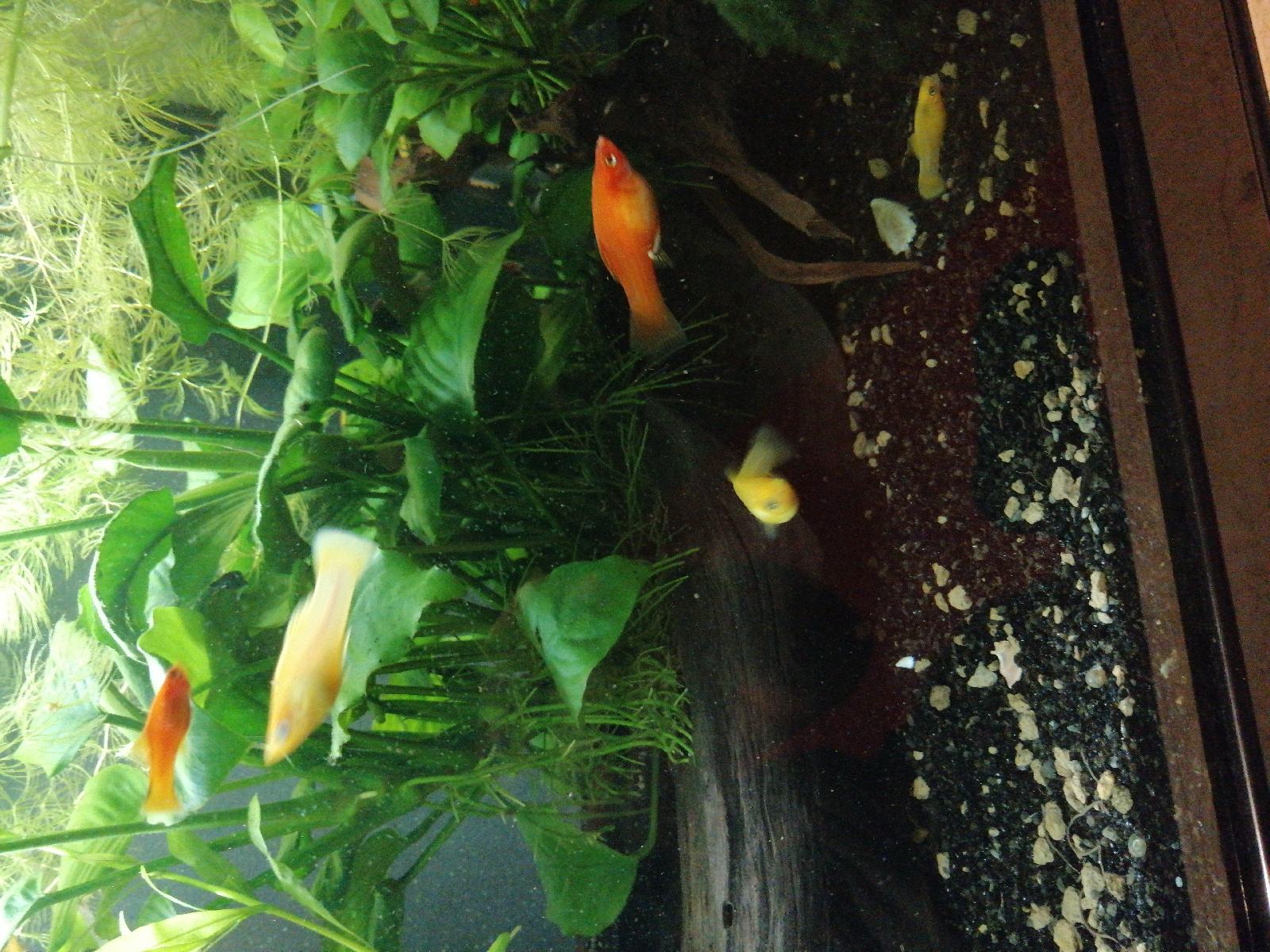 prodam akvarijske ribice