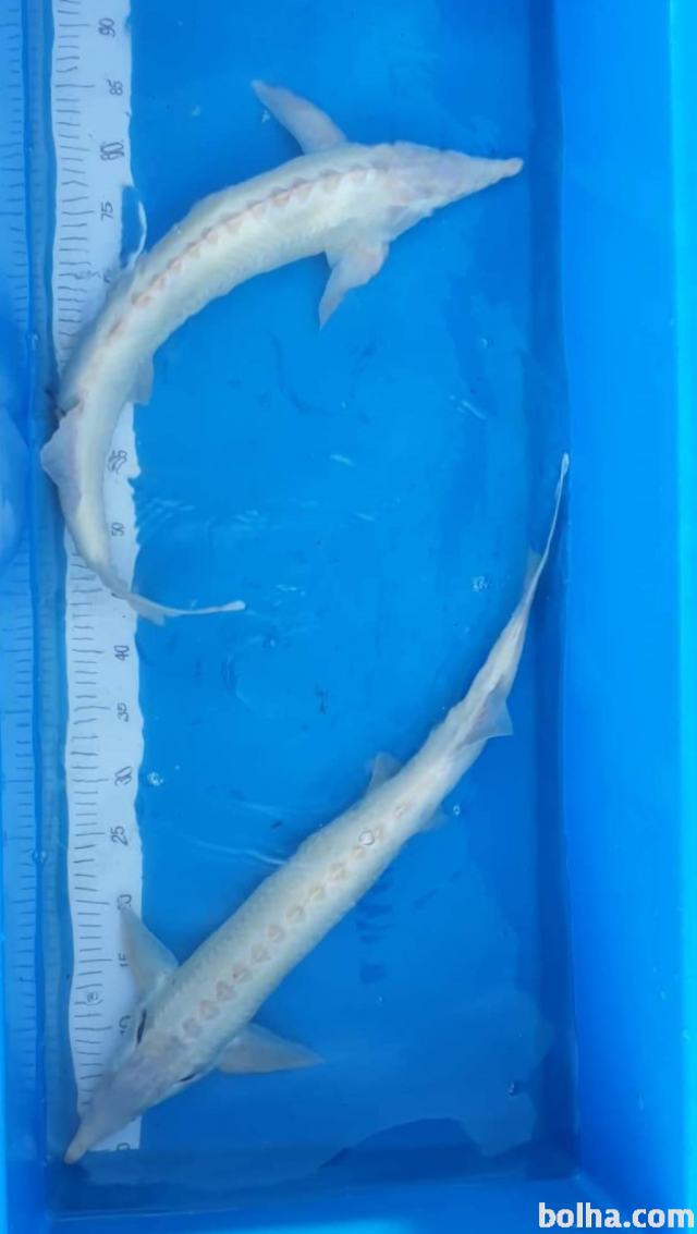 Riba jeseter 70 cm - za okrasni ribnik ali nadaljnjo rejo
