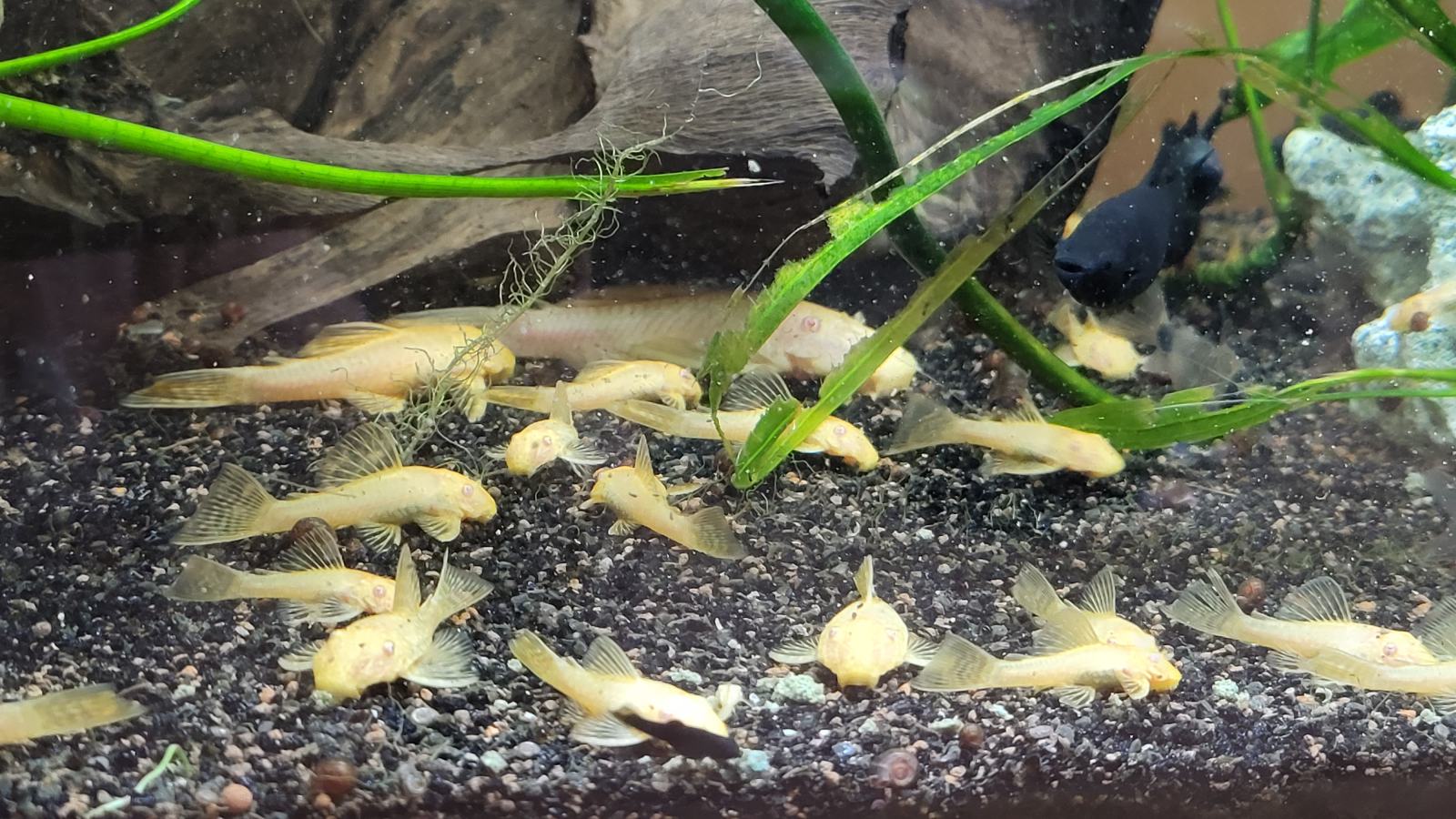 Ribice domače vzreje (gupi, ancistrus, moli, meček, plati, corydoras)