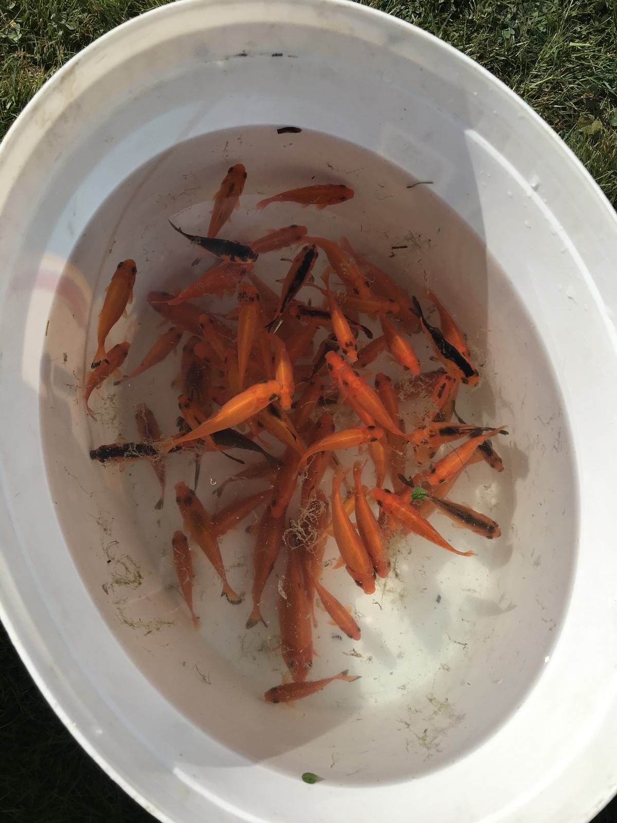 Zlate ribice za ribnik