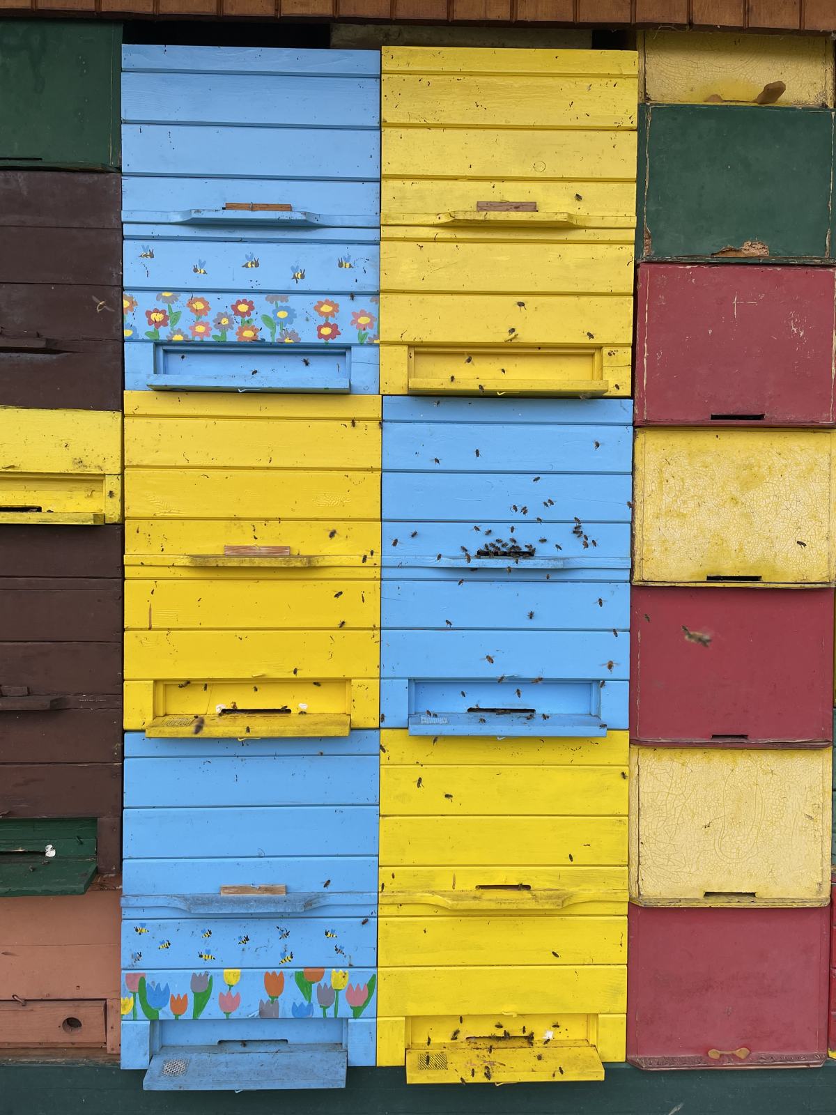 Prodam panje 11+3 - 6 kom