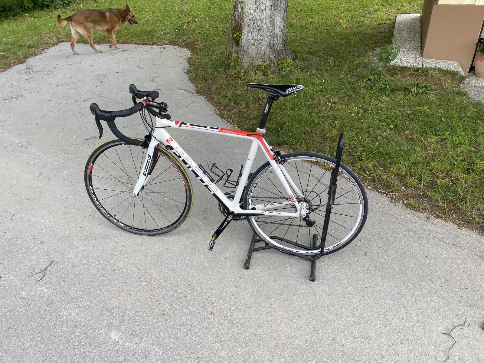 FOCUS Cayo, Full Carbon/Karbon, velikost/size M, Shimano Ultegra